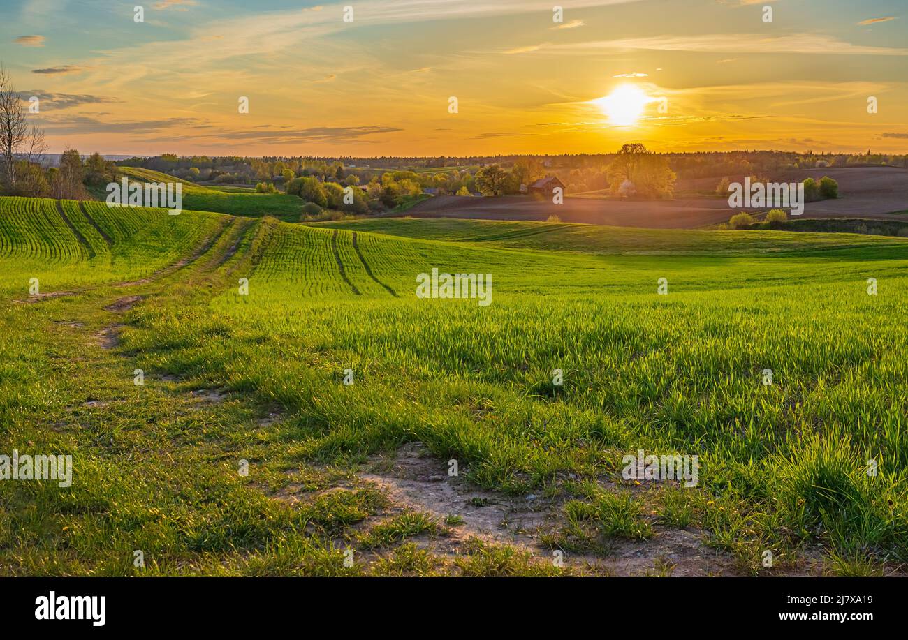 Green field landscape at spring, fresh green grass with warm sunlight ...