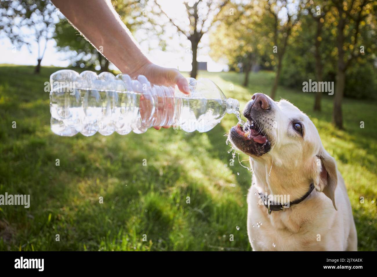 Dog drinking water from plastic bottle. Pet owner takes care of his ...
