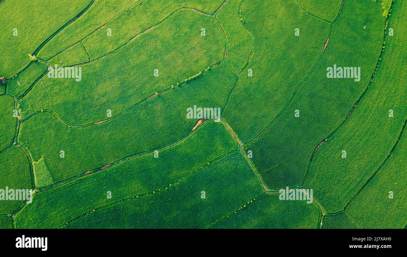 Aerial view of agriculture in rice fields for cultivation. Natural the ...