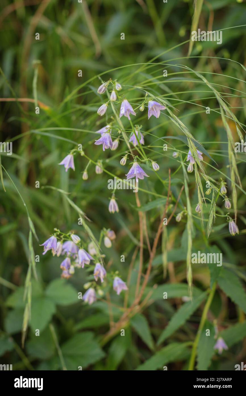 Violet bell-shaped flowers of rare species Adenophora liliifolia from ...