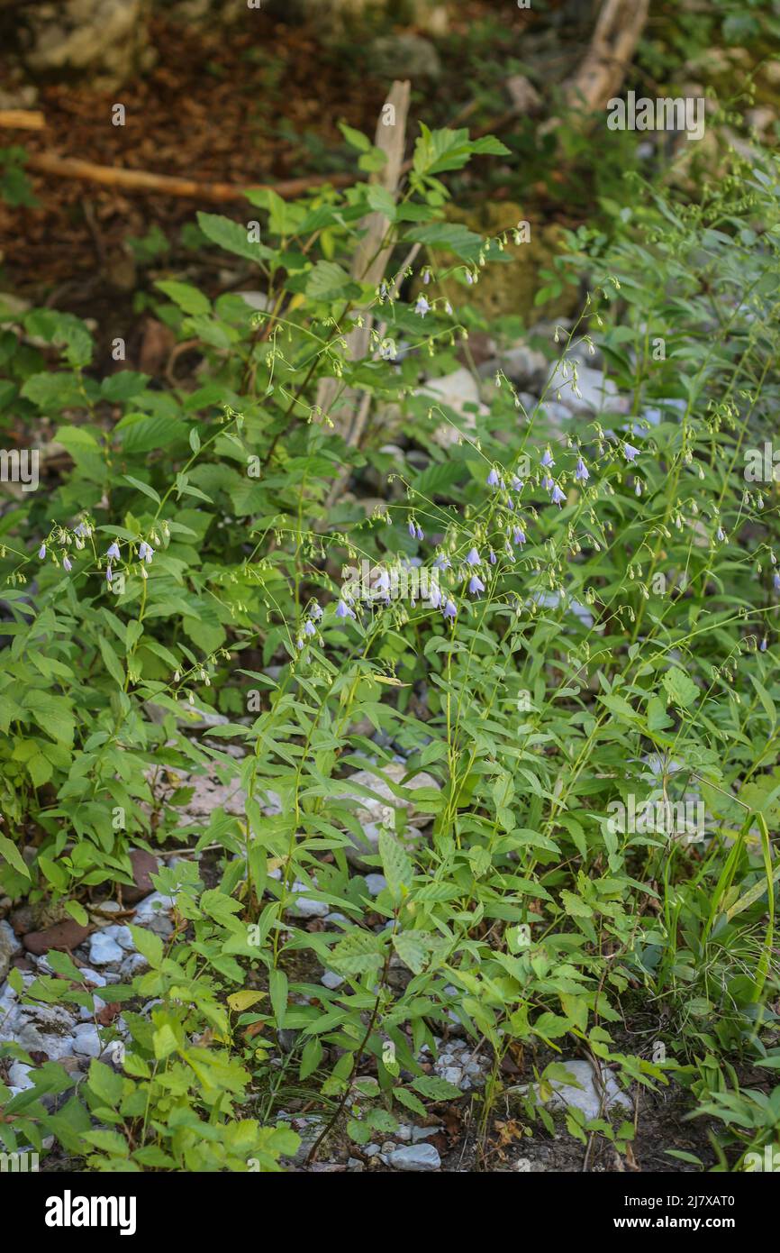 Violet bell-shaped flowers of rare species Adenophora liliifolia from ...