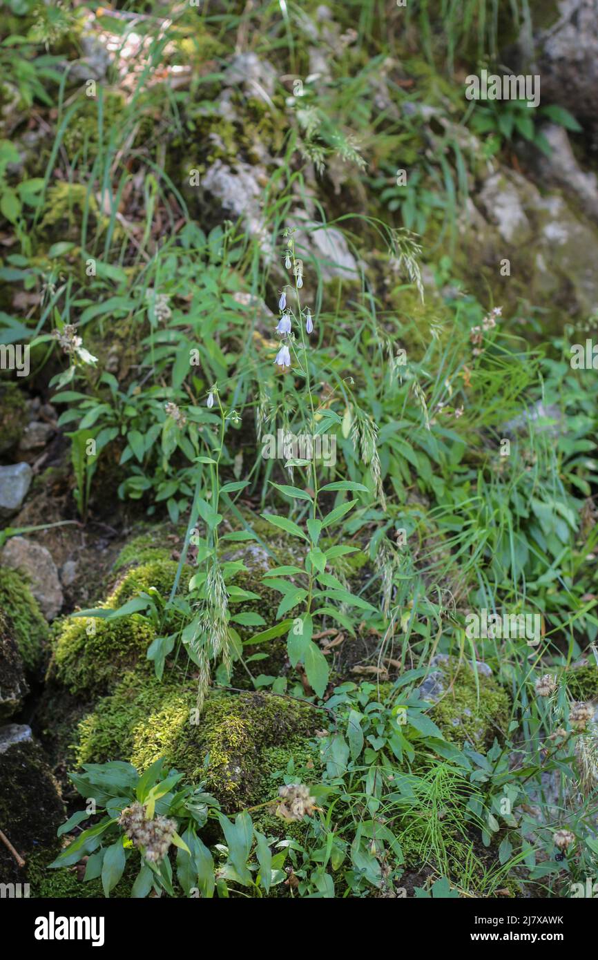 Violet bell-shaped flowers of rare species Adenophora liliifolia from ...