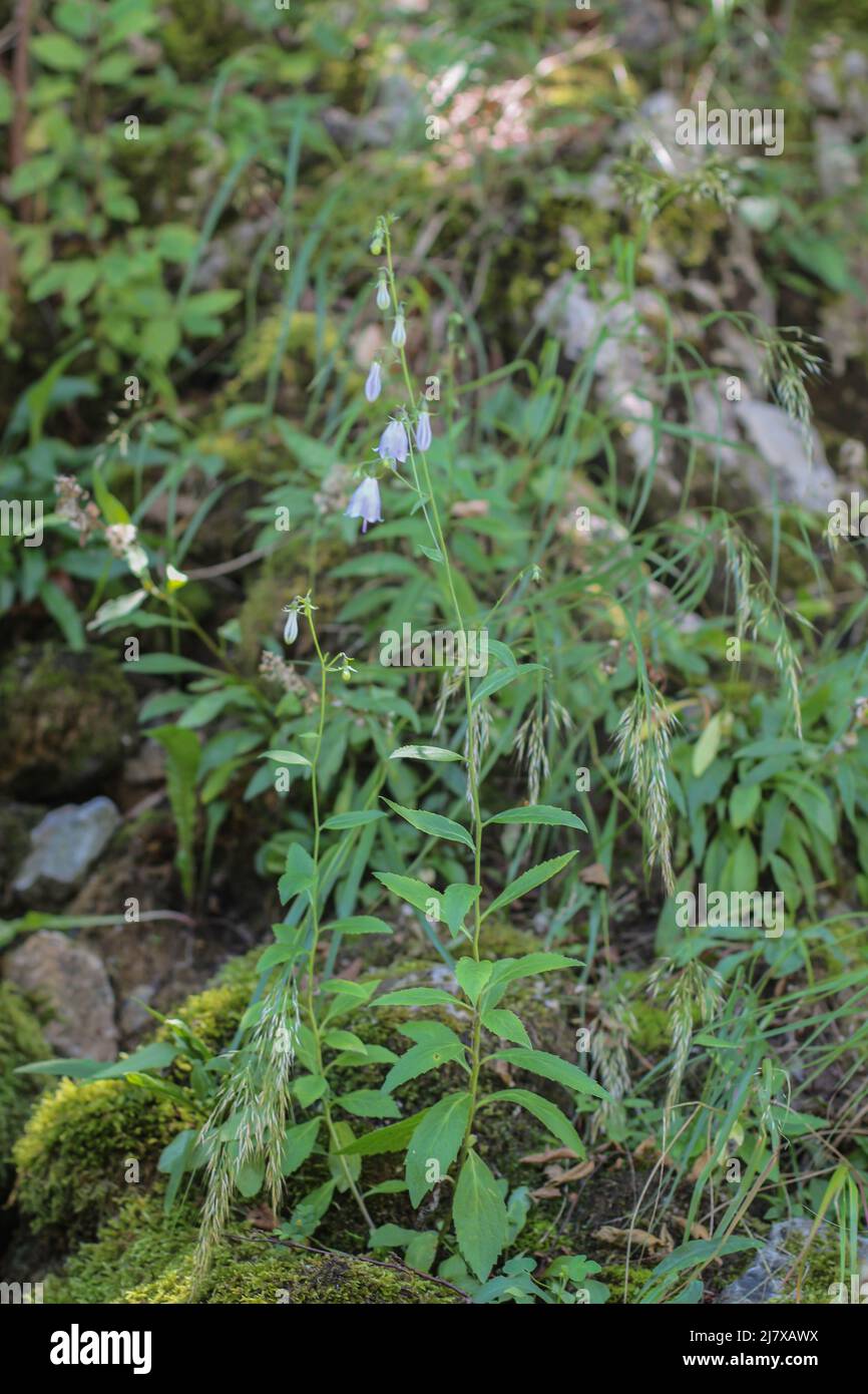 Violet bell-shaped flowers of rare species Adenophora liliifolia from ...