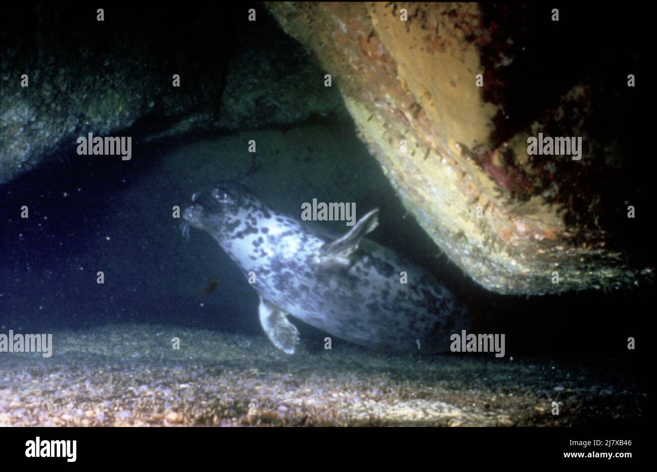 The grey seal, Phocidae, Sleep underwater. Found here wedged between two rock surfaces taking ...