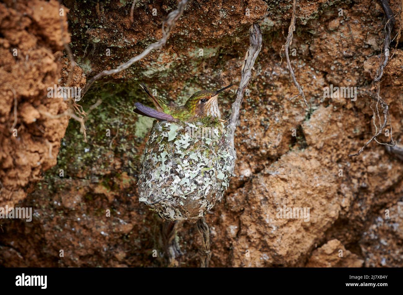 female scintillant hummingbird (Selasphorus scintilla) in nest, San ...