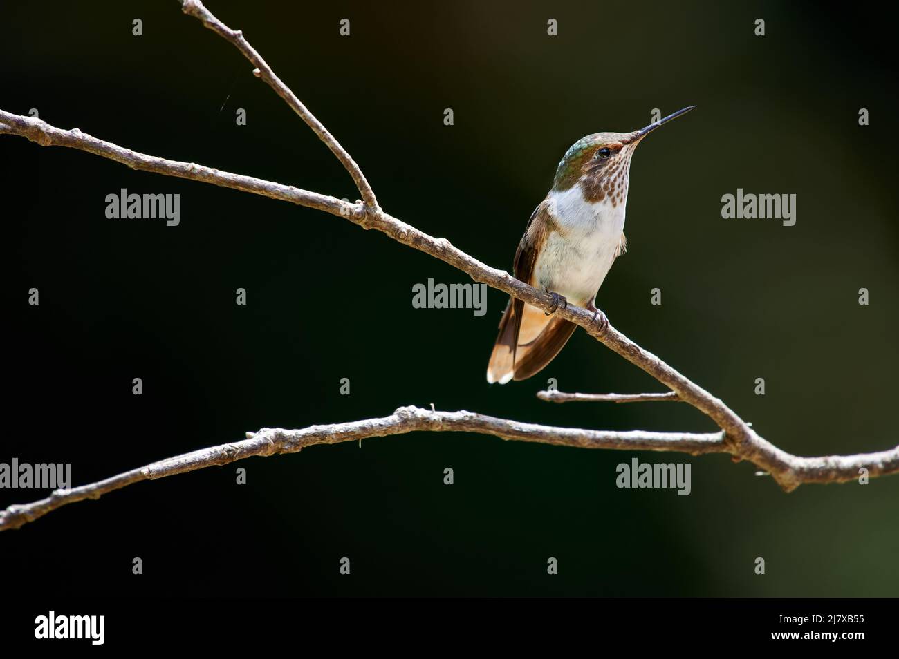scintillant hummingbird (Selasphorus scintilla), San Gerardo de Dota ...