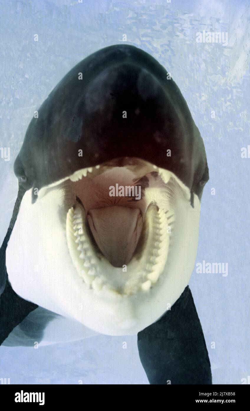 The Killer whale, Orcinus orca is a toothed whale from the dolphin ...