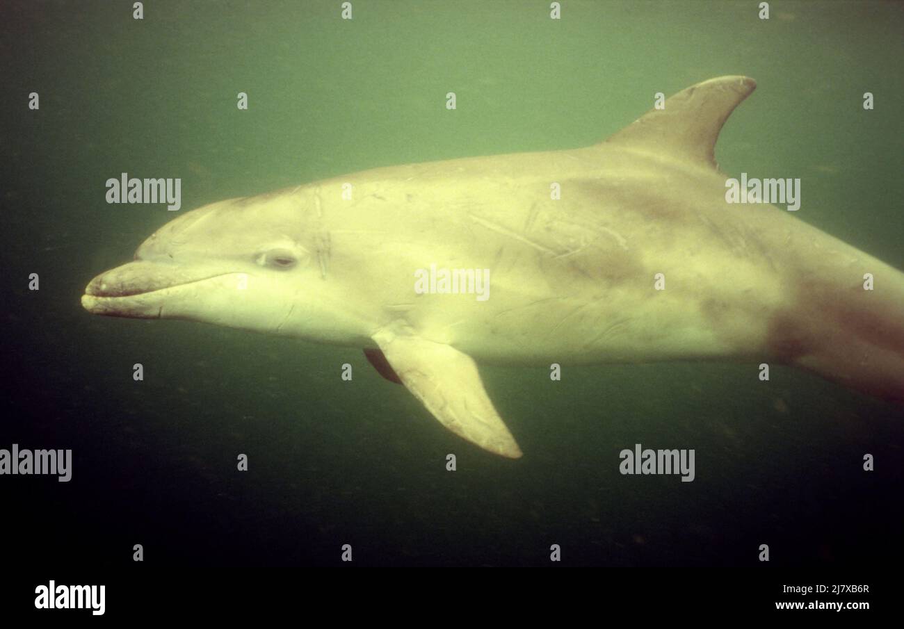 Bottle nose dolphin wales hi-res stock photography and images - Alamy