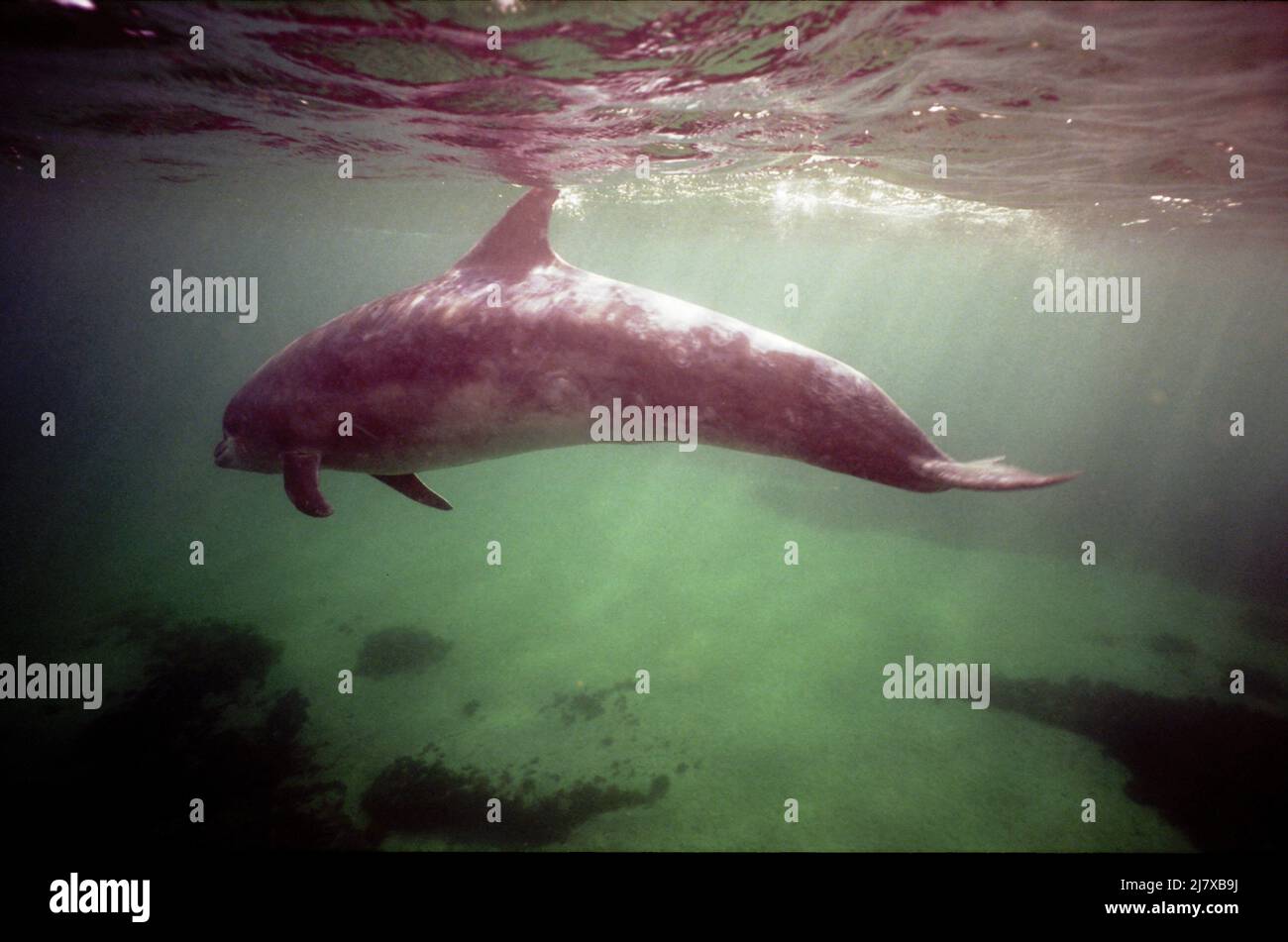 Bottle Nose Dolphin, Tursiops. Mammal, toothed whales. Freddie was a ...