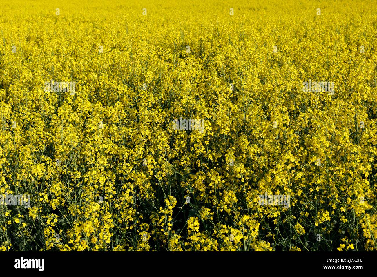Field of blooming rapeseed, flowers thrown. Beautiful colors. Close-up ...