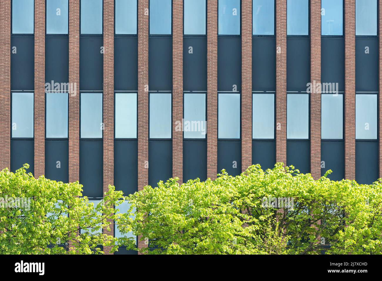 Abstract pattern image of skyscraper windows with green trees Stock ...