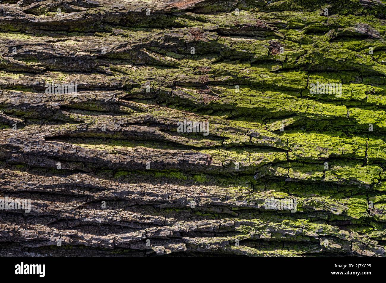 background or texture in the form of tree bark. High quality photo ...