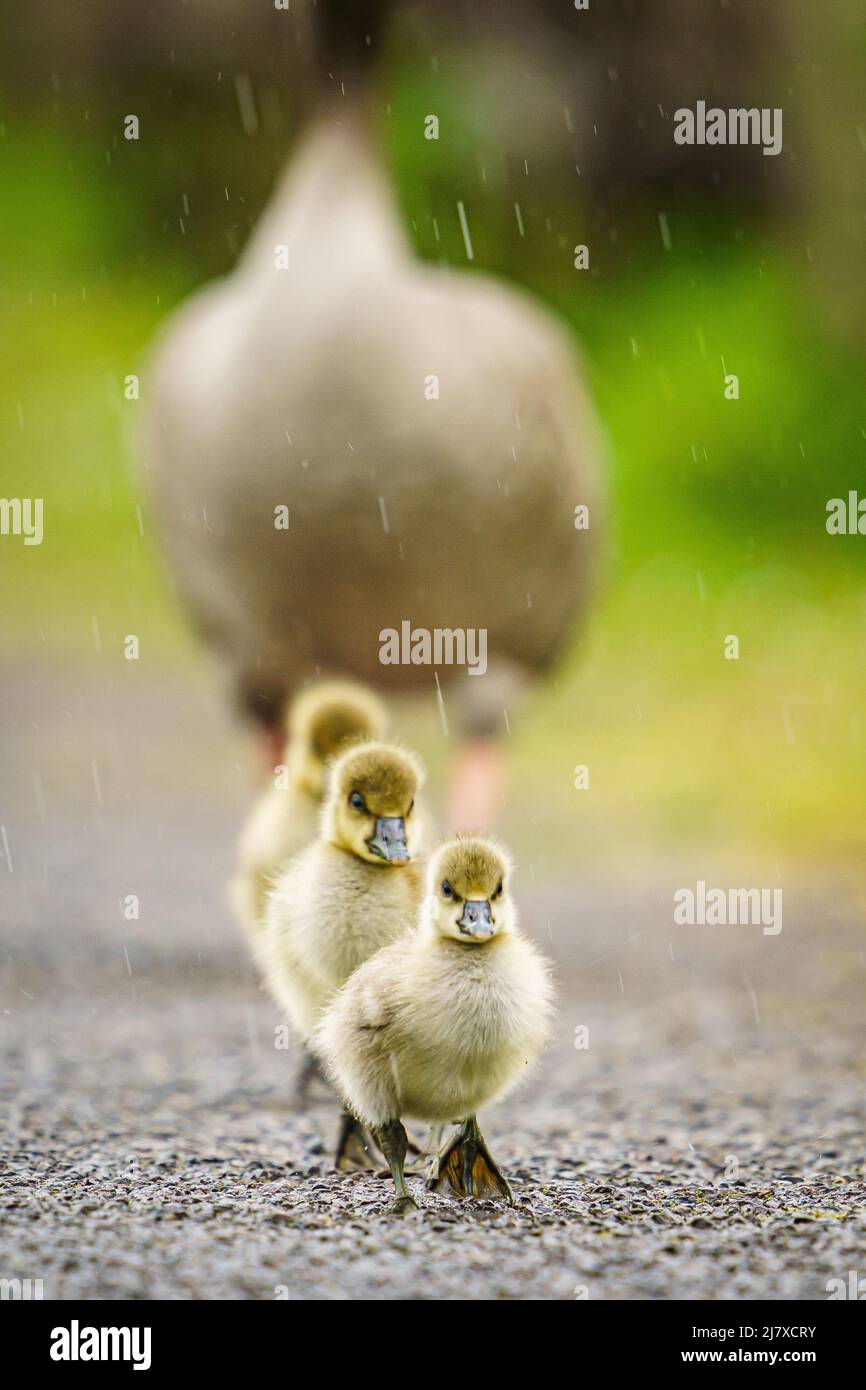 Rain 11th may 2022 hi-res stock photography and images - Alamy