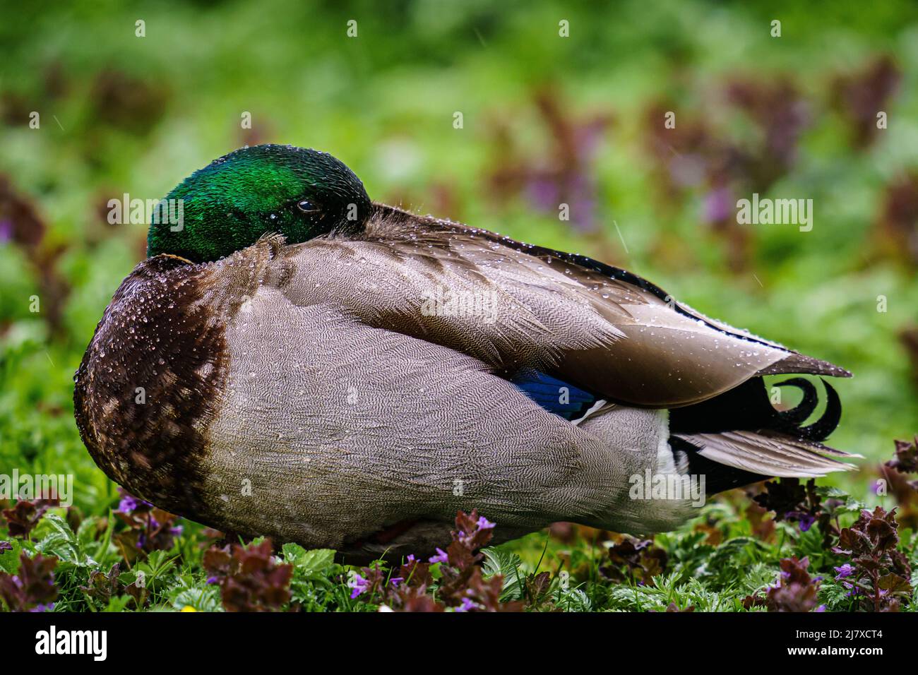 Rain 11th may 2022 hi-res stock photography and images - Alamy