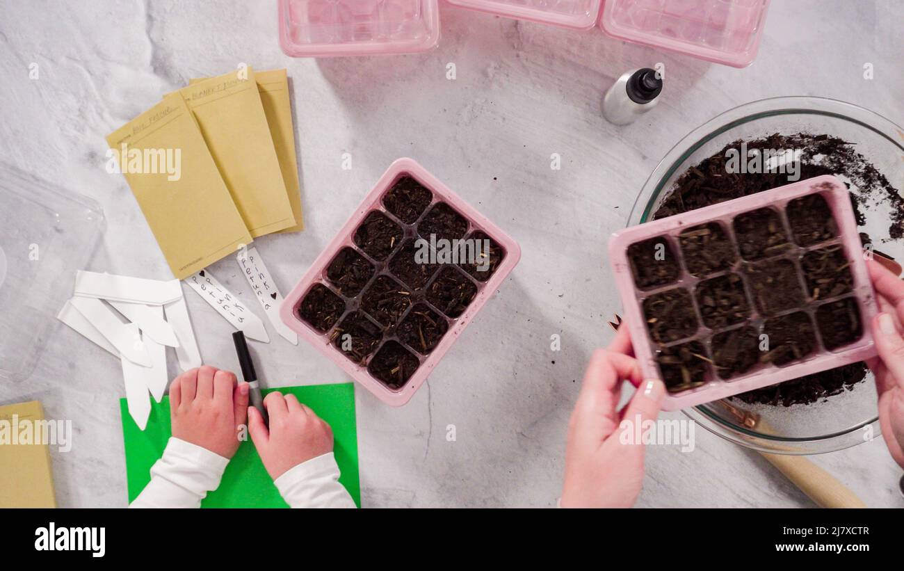 Flat lay. Little girl helping planting seeds in seed propagator with ...