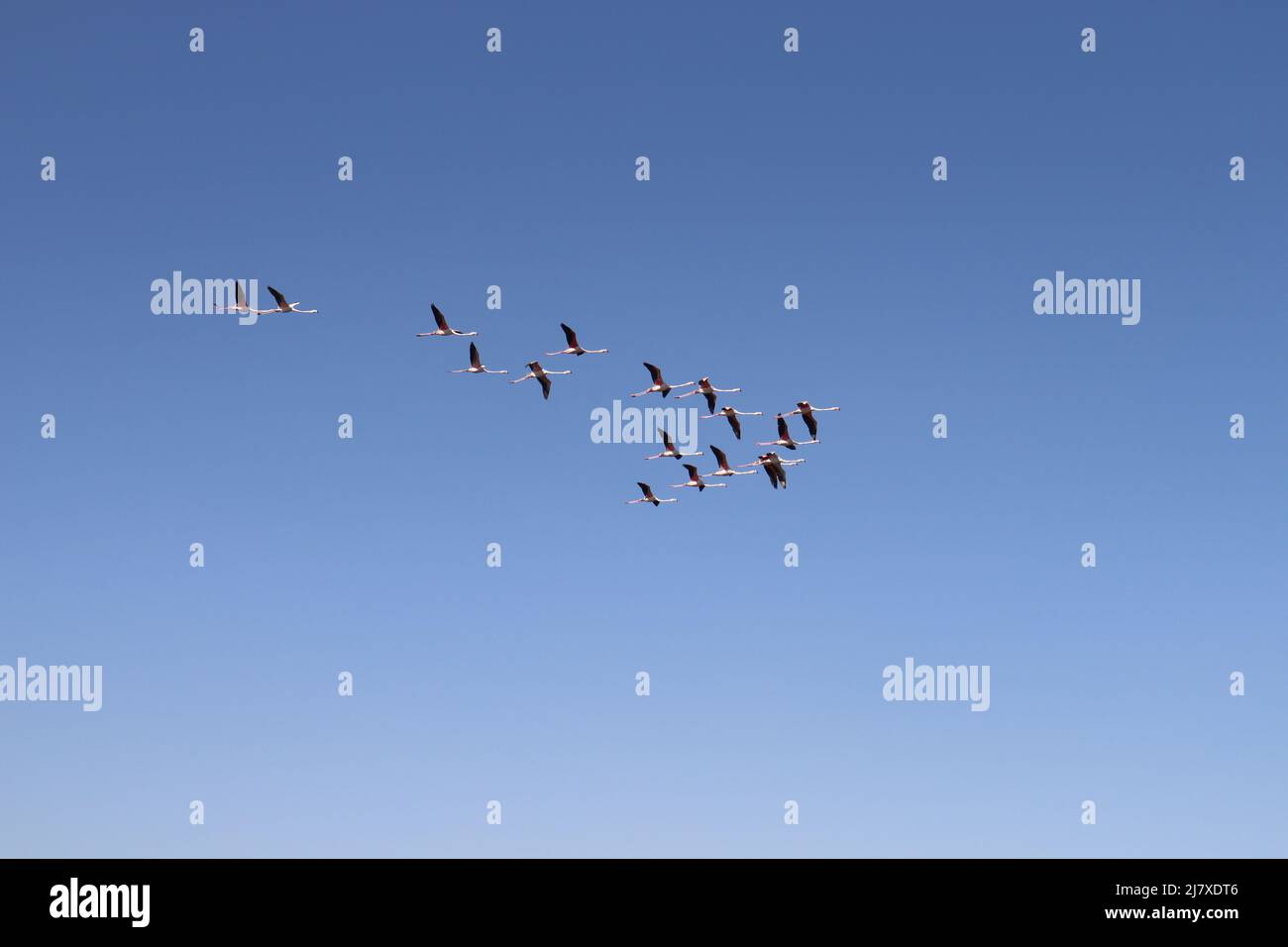flamingo birds (flamboyance) flying in blue sky Stock Photo - Alamy