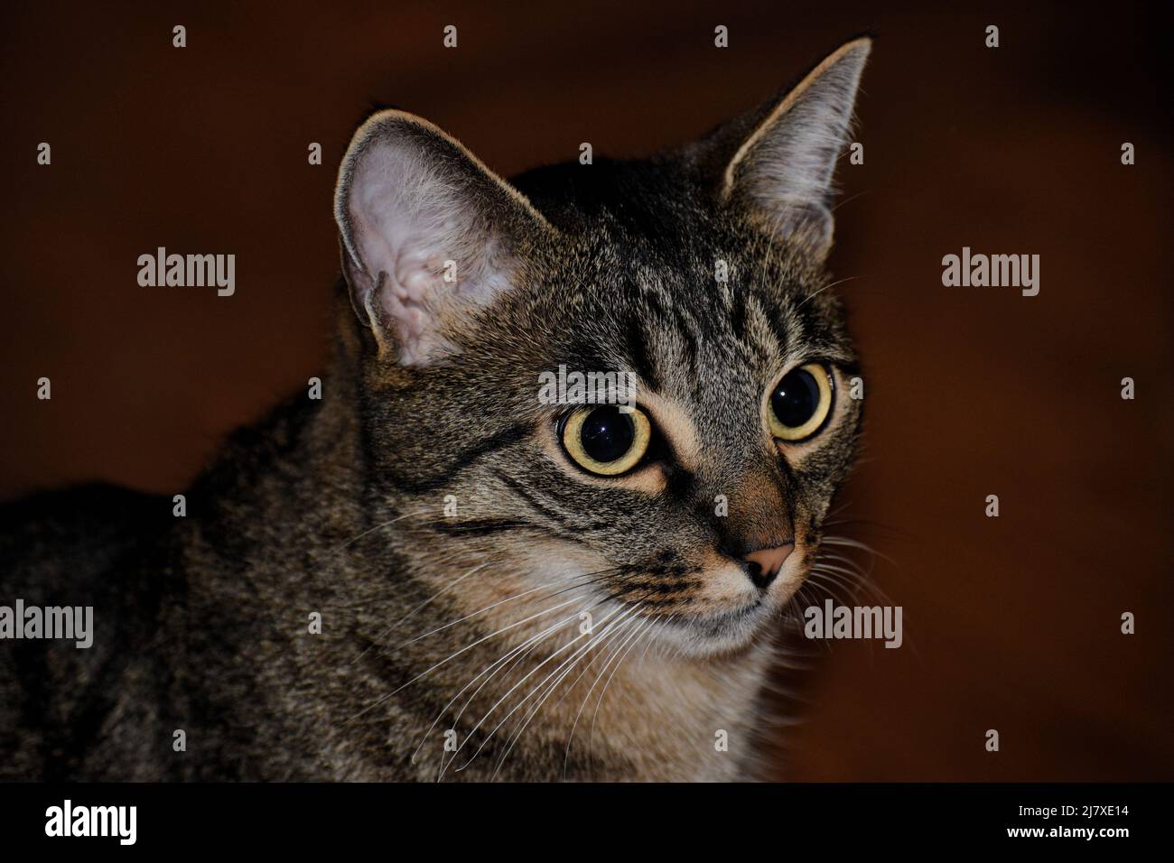 Male mammal and young hi-res stock photography and images - Alamy