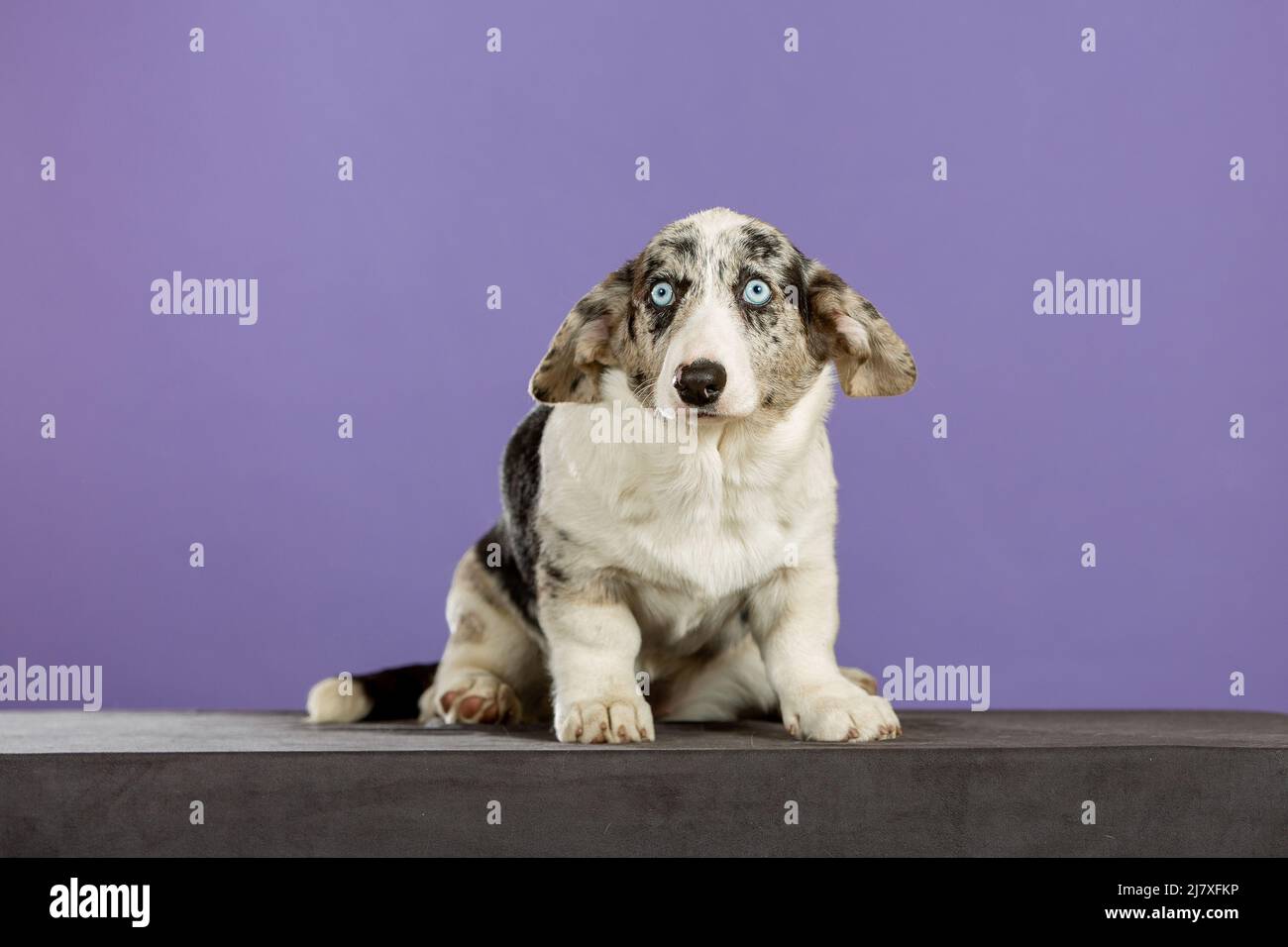 Ugly Blue merl corgi color. frightened Welsh corgi puppy with different ...