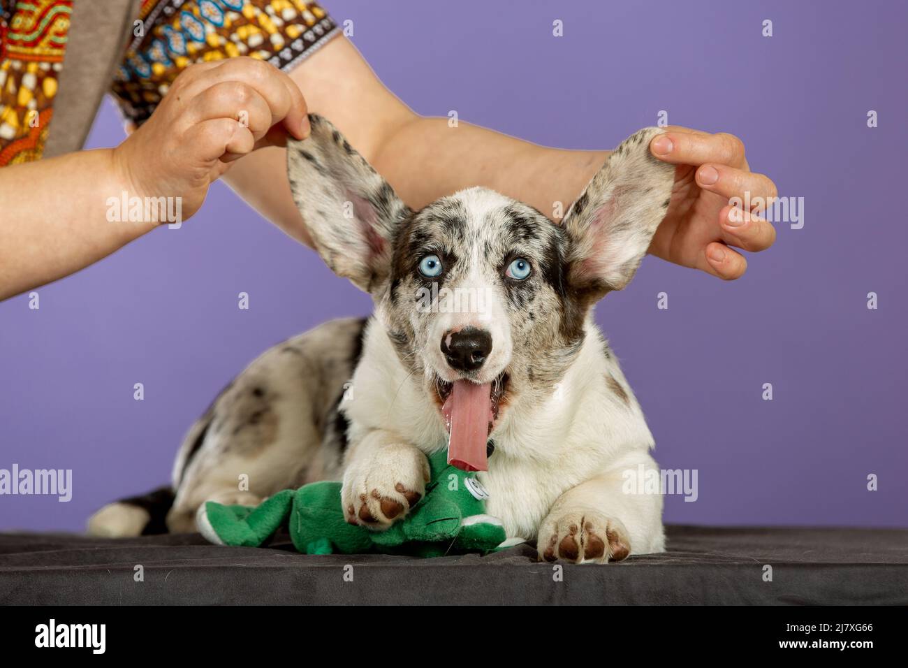 Woman holds ears of Ugly Blue merl corgi color. frightened Welsh corgi ...