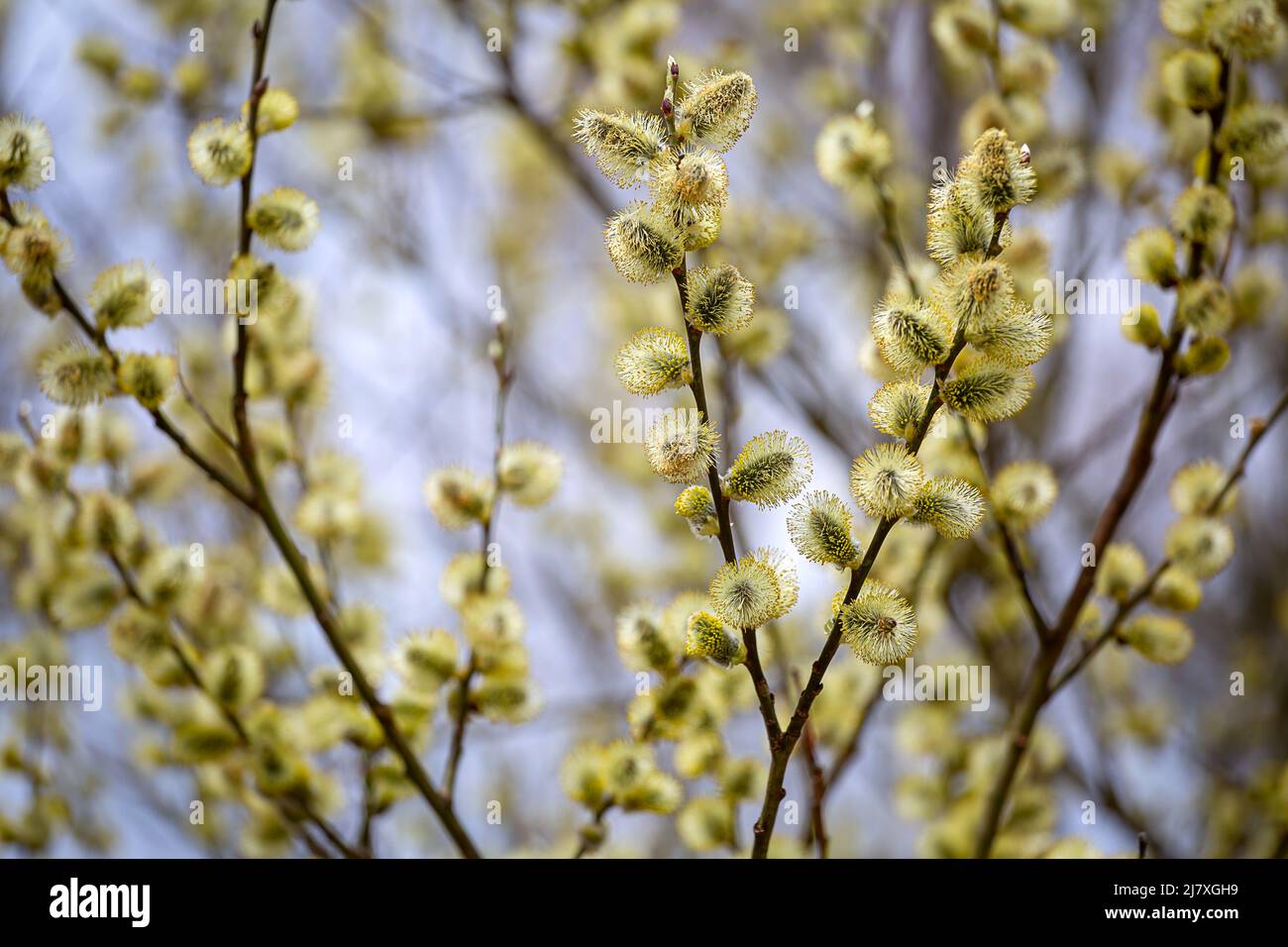 Spring. blossoming buds on trees Stock Photo - Alamy