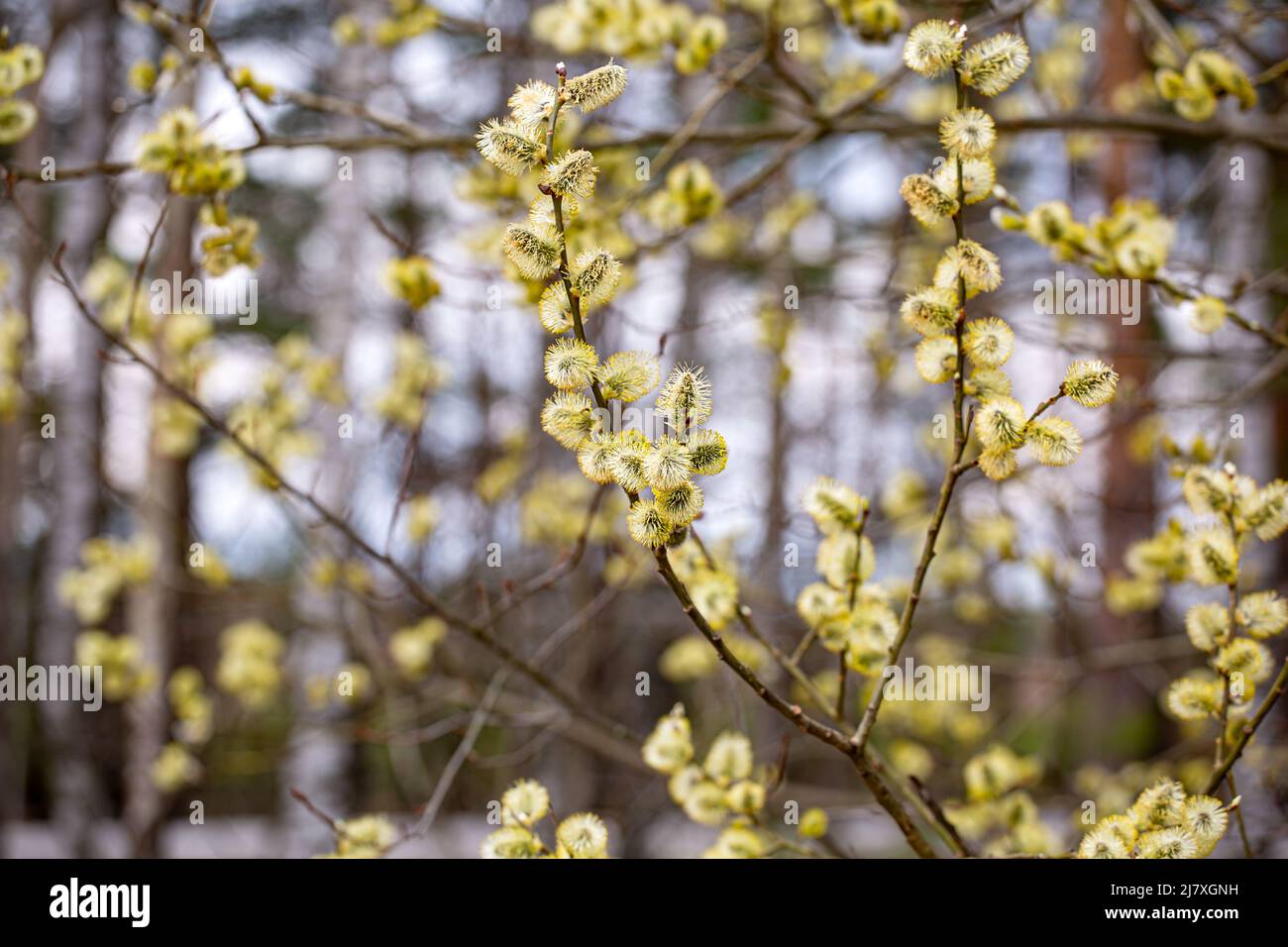 Spring. blossoming buds on trees Stock Photo - Alamy