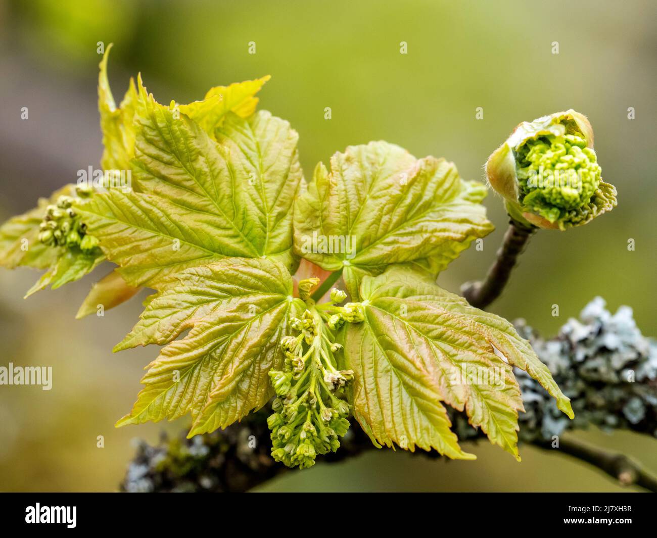 A Sycamore, Acer pseudoplatanus with leaves and flowers emerging in ...