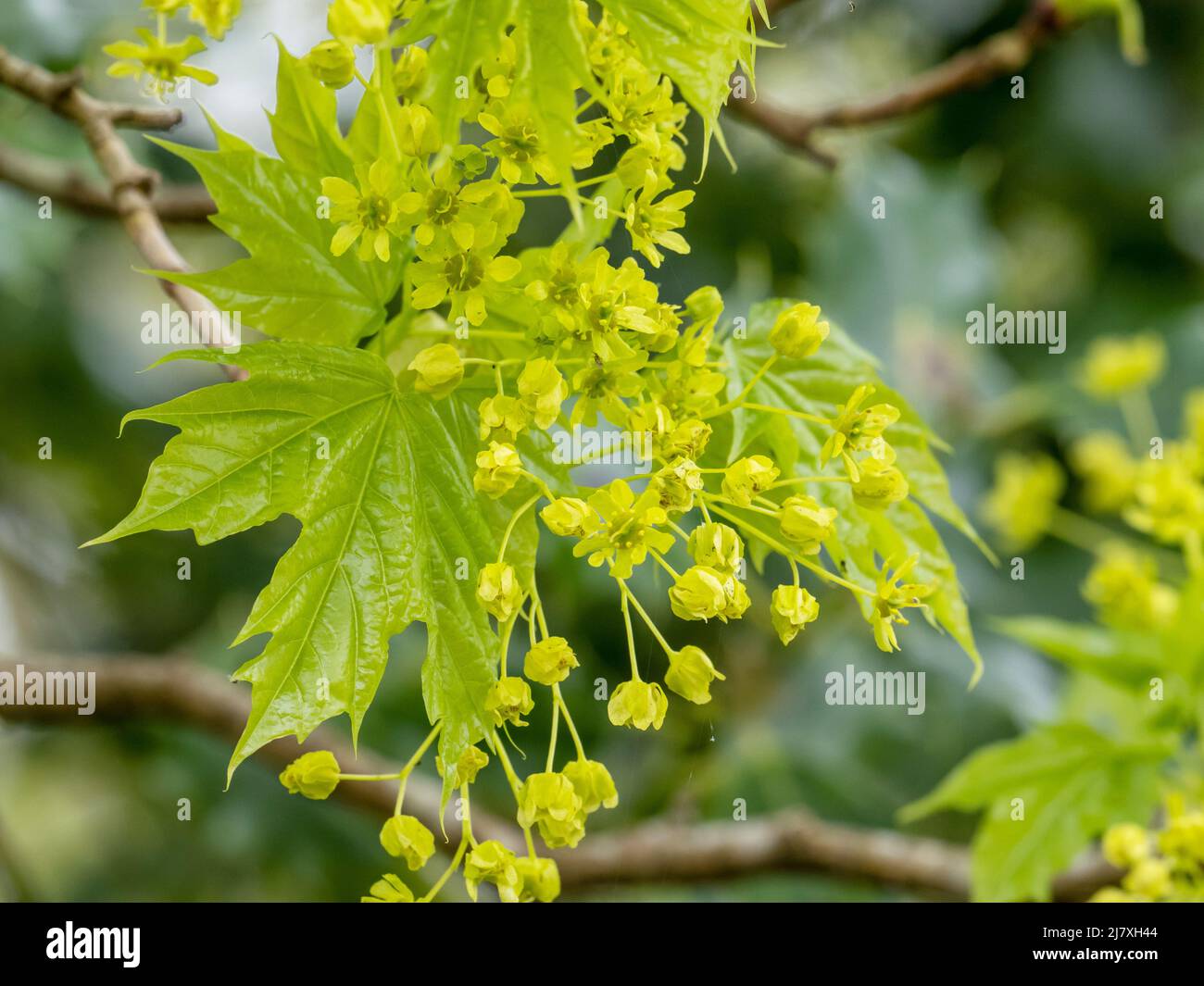 A tree leaves and flowers emerging in Spring, in Ambleside, Lake ...