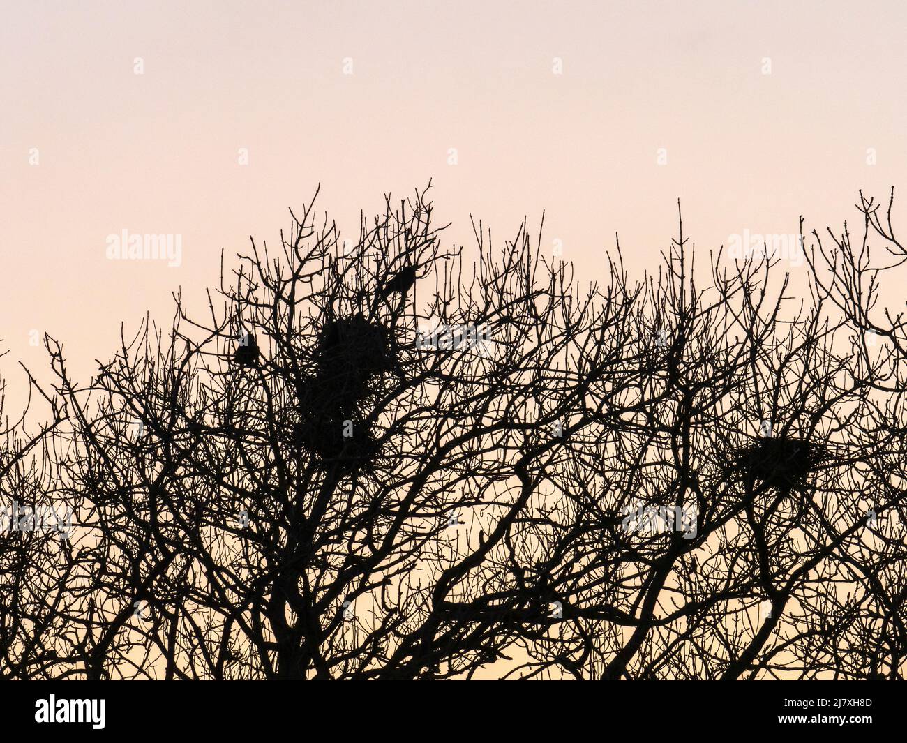 Rook in rookery hi-res stock photography and images - Alamy