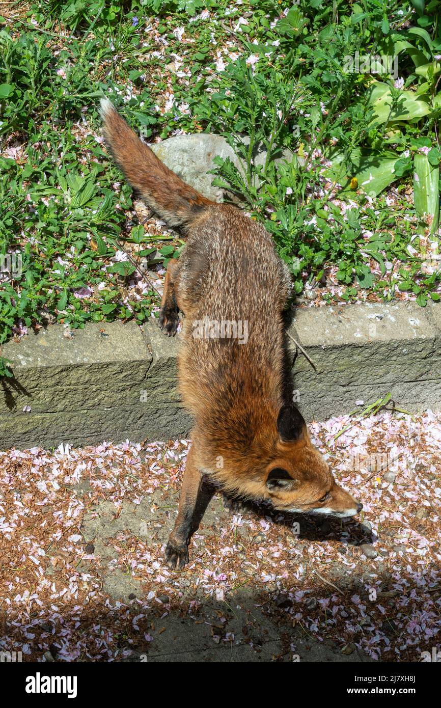 Urban fox (Vupes vulpes) in a garden, Hampshire wildlife, England, UK ...