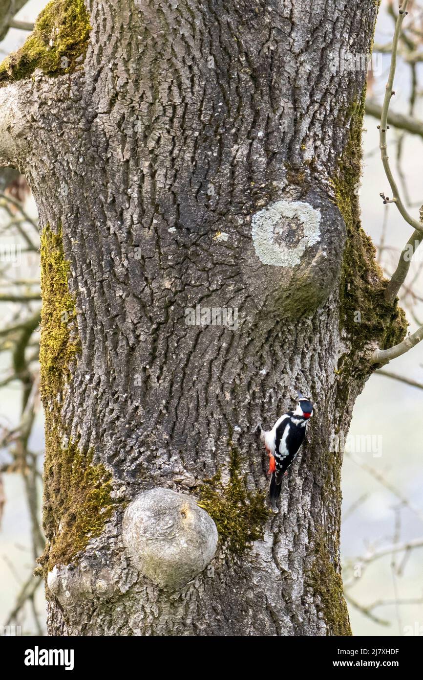 A Great Spotted Woodpecker, Dendrocopus, major, in Austwick, Yorkshire ...