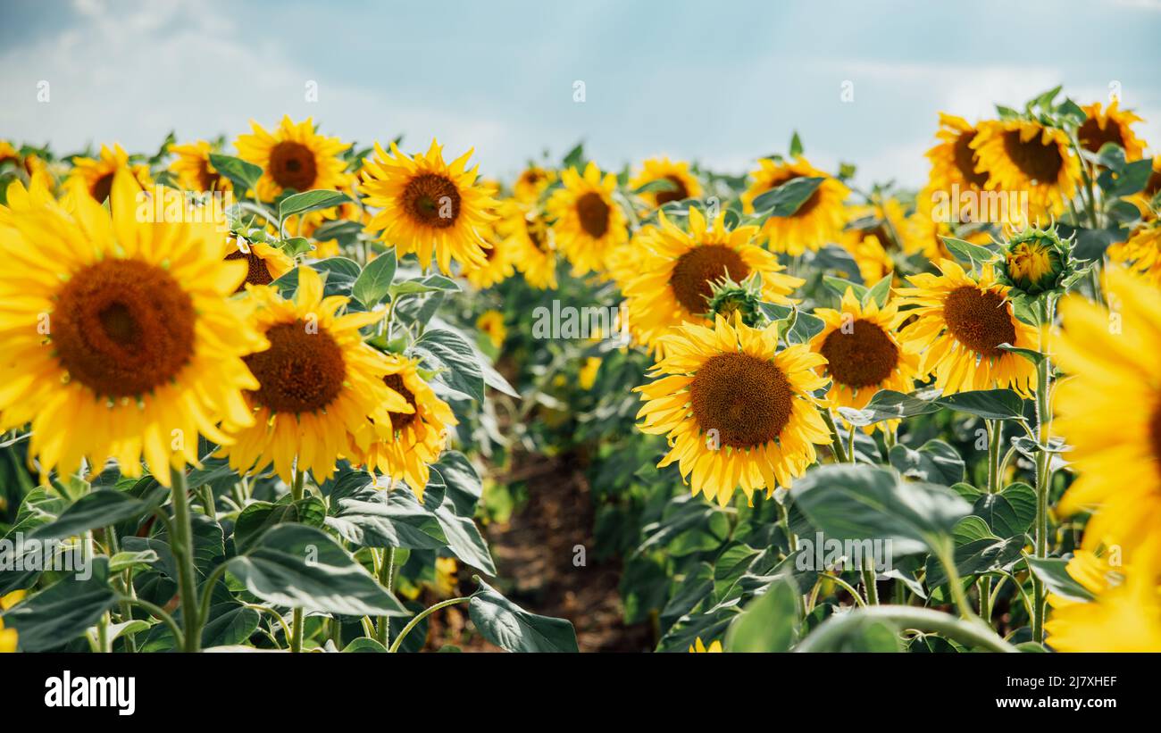 Sunflower field with cloudy blue sky. sunflowers by summertime ...