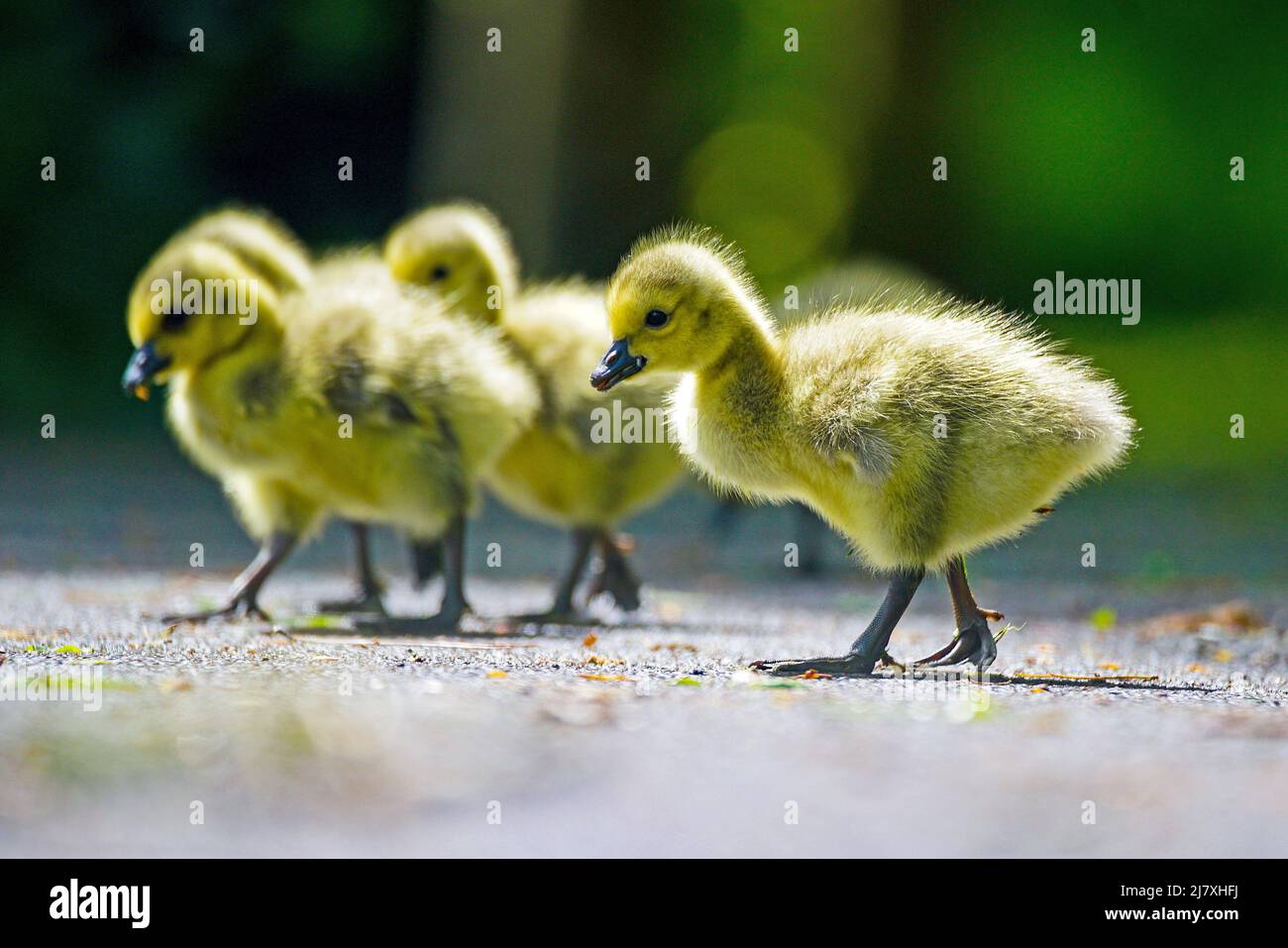 A brood of Canadian goslings cross the footpath alongside the lake at Calderstones Park ...