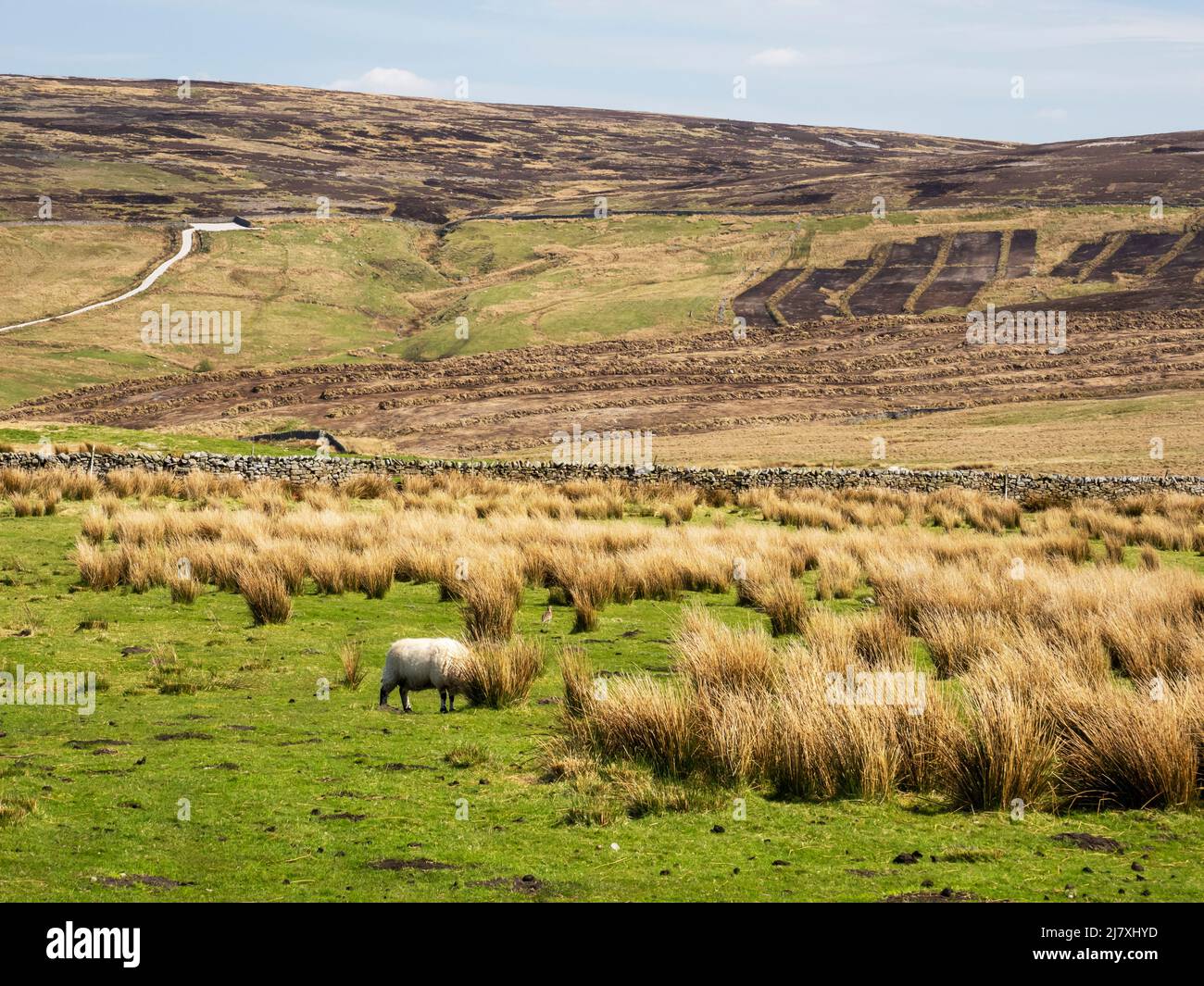 Damage caused to peat moorland by poor management practices in Bowland ...