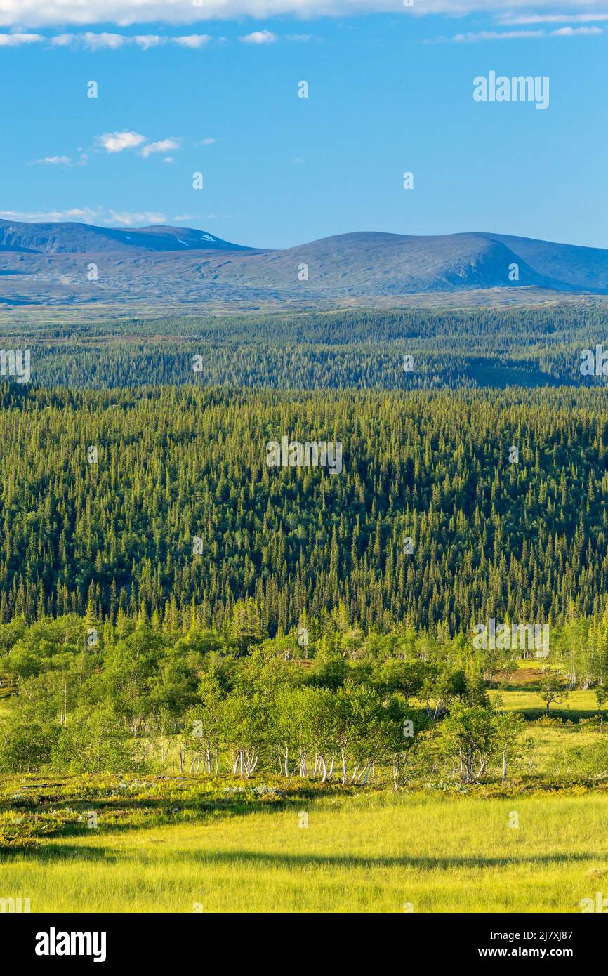 Taiga trees aerial hi-res stock photography and images - Alamy