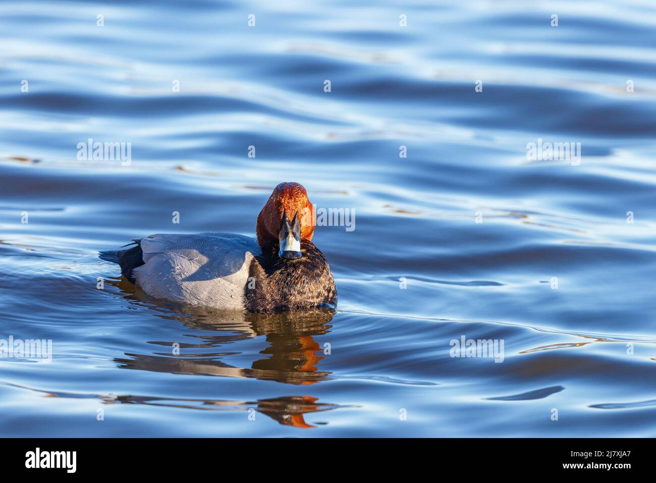 Duck looking into the camera hi-res stock photography and images - Alamy