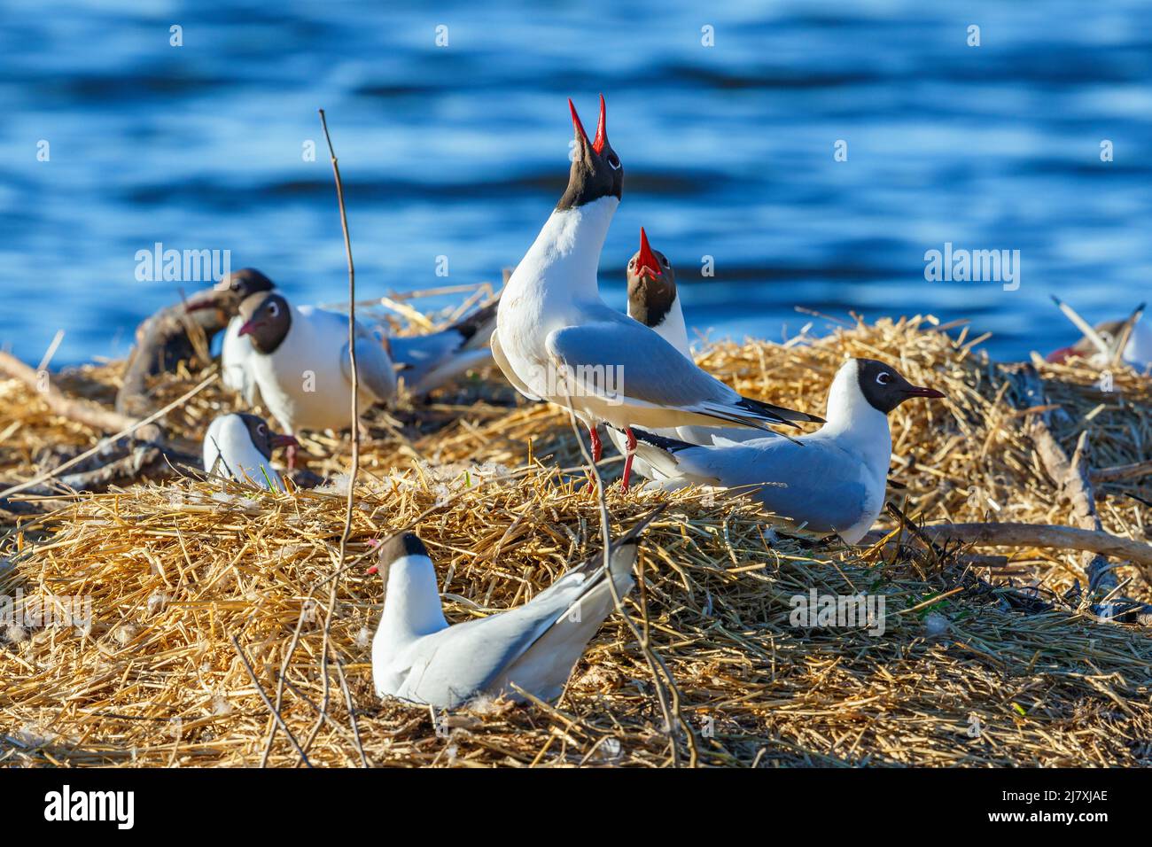 Black headed gulls in a nesting colony Stock Photo - Alamy