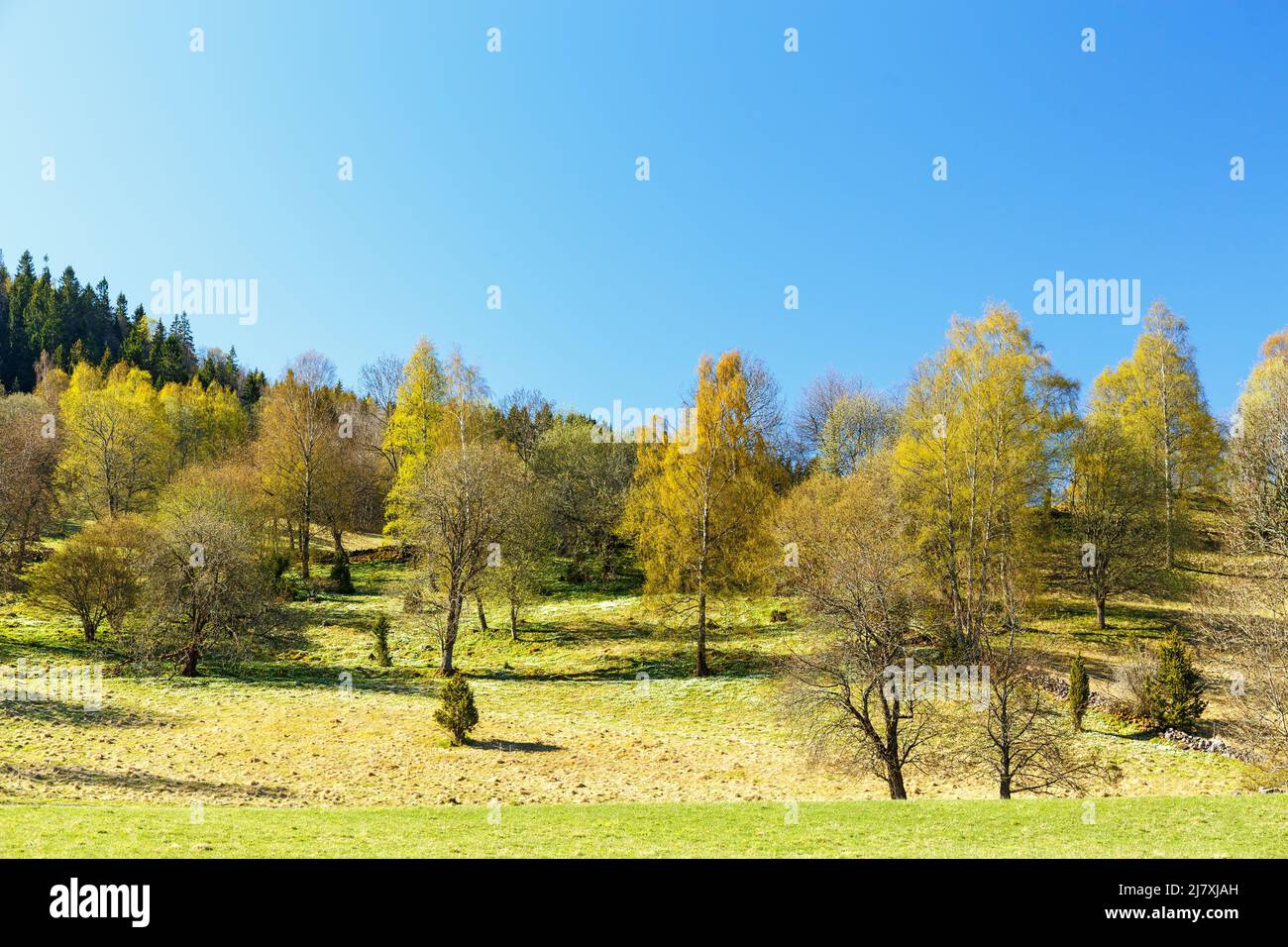 Spring lush tree in a beautiful landscape Stock Photo - Alamy