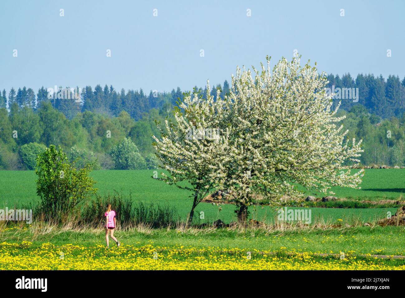 Girl walking on a meadow with flowering dandelions and trees in the ...