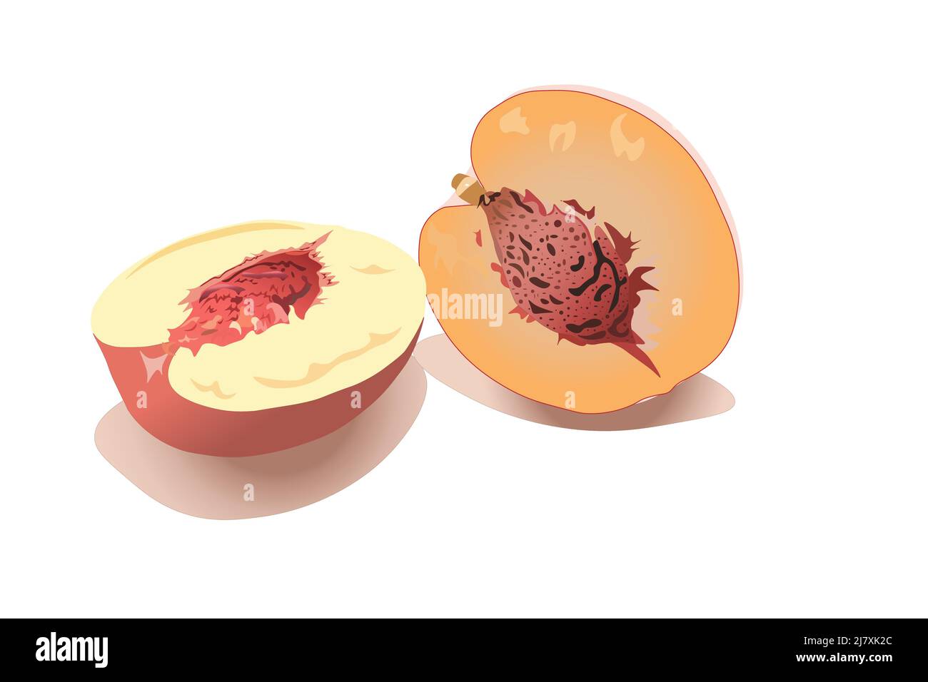 Peach cut isolated on white background. Vector, illustration Stock ...