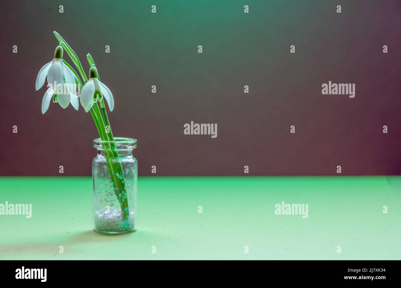 Snowdrops, Galanthus picked in spring and photographed in the studio ...