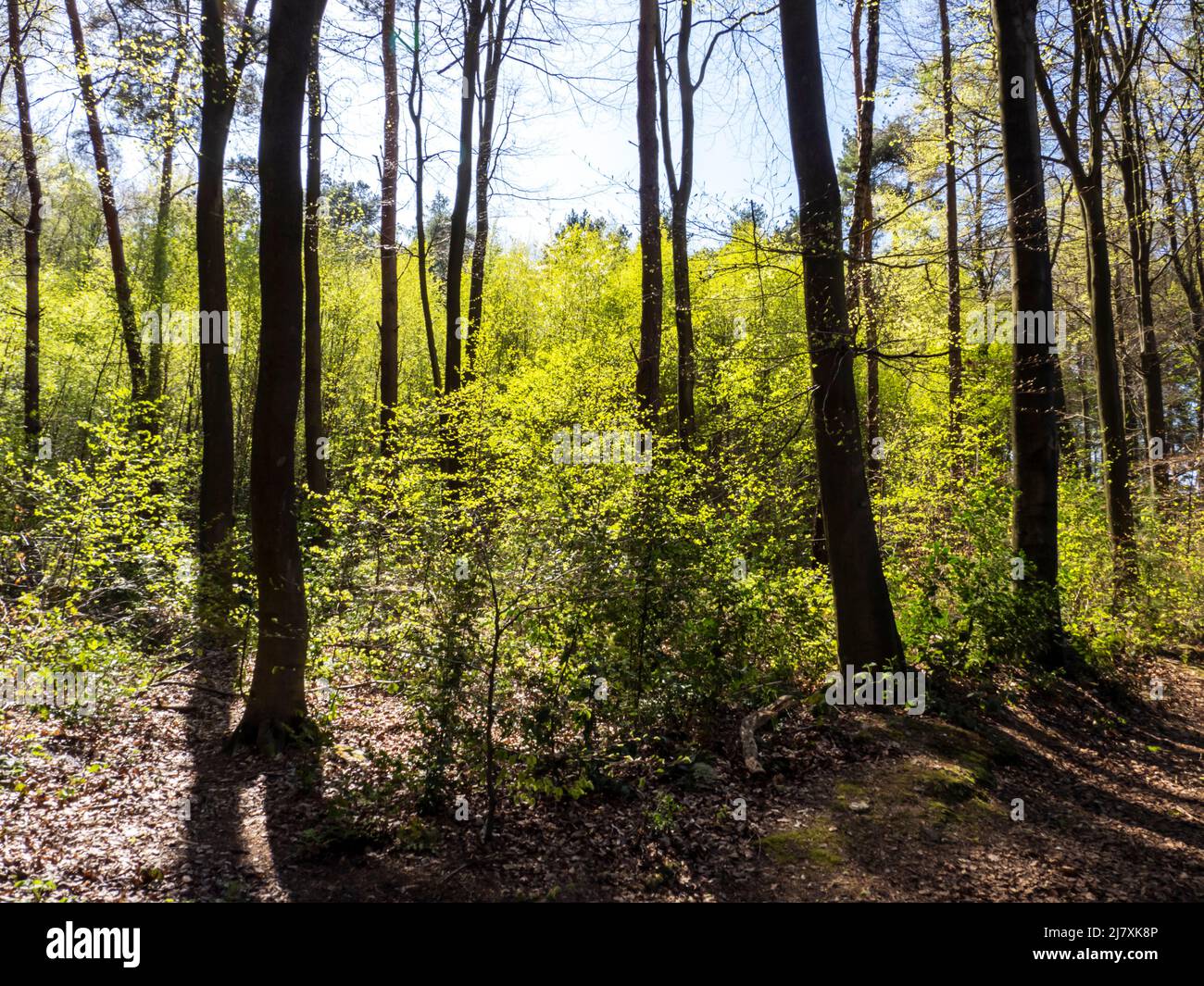 Spring foliage in woodland near Woodhouse Eaves, Leicestershire, UK ...