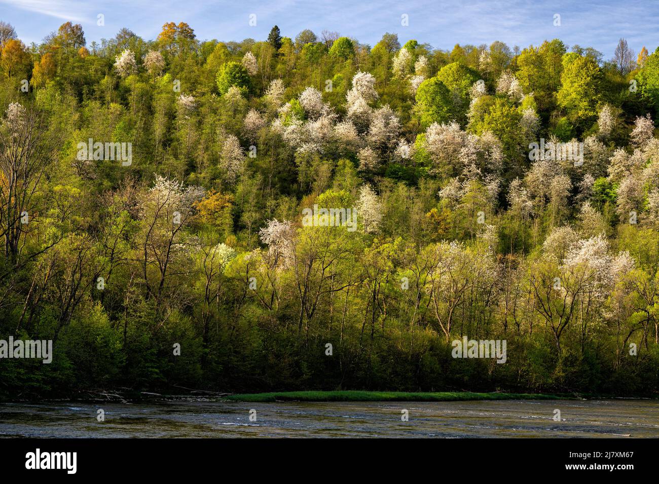 Burst of spring, nature background. The San River Valley, BIeszczady ...