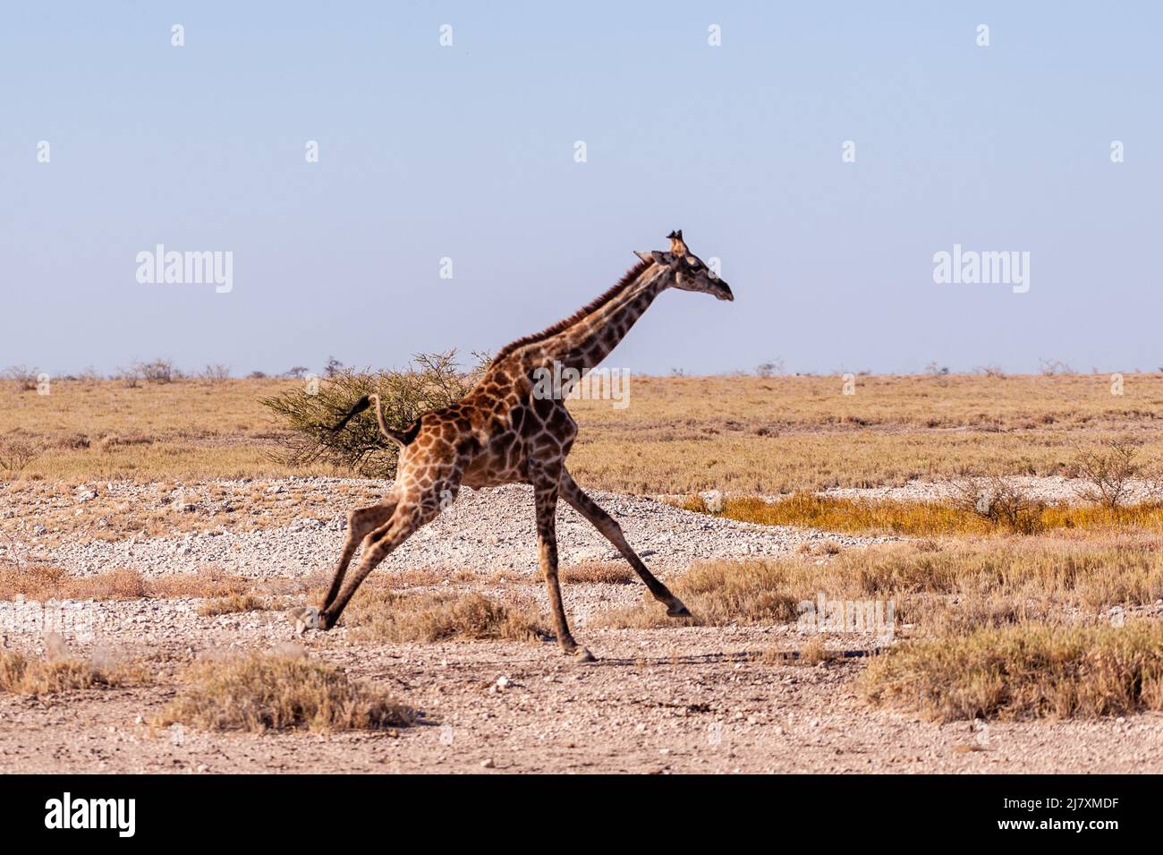 A galloping Giraffe - Giraffa Camelopardalis- on the plains of Etosha ...