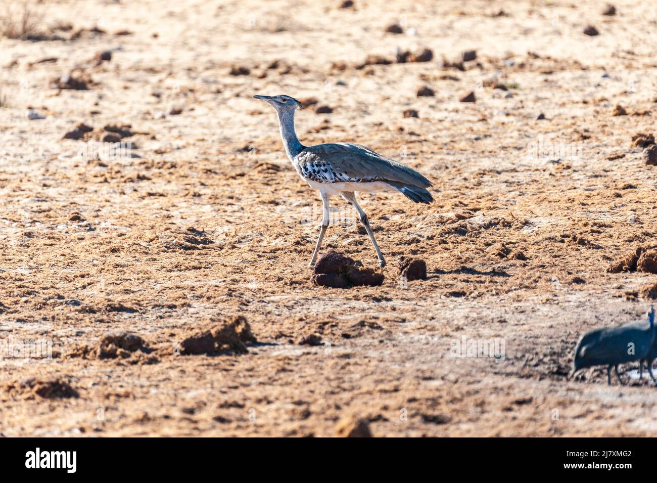 The Kori Bustard -Ardeotis kori- is considered to be the largest flying ...