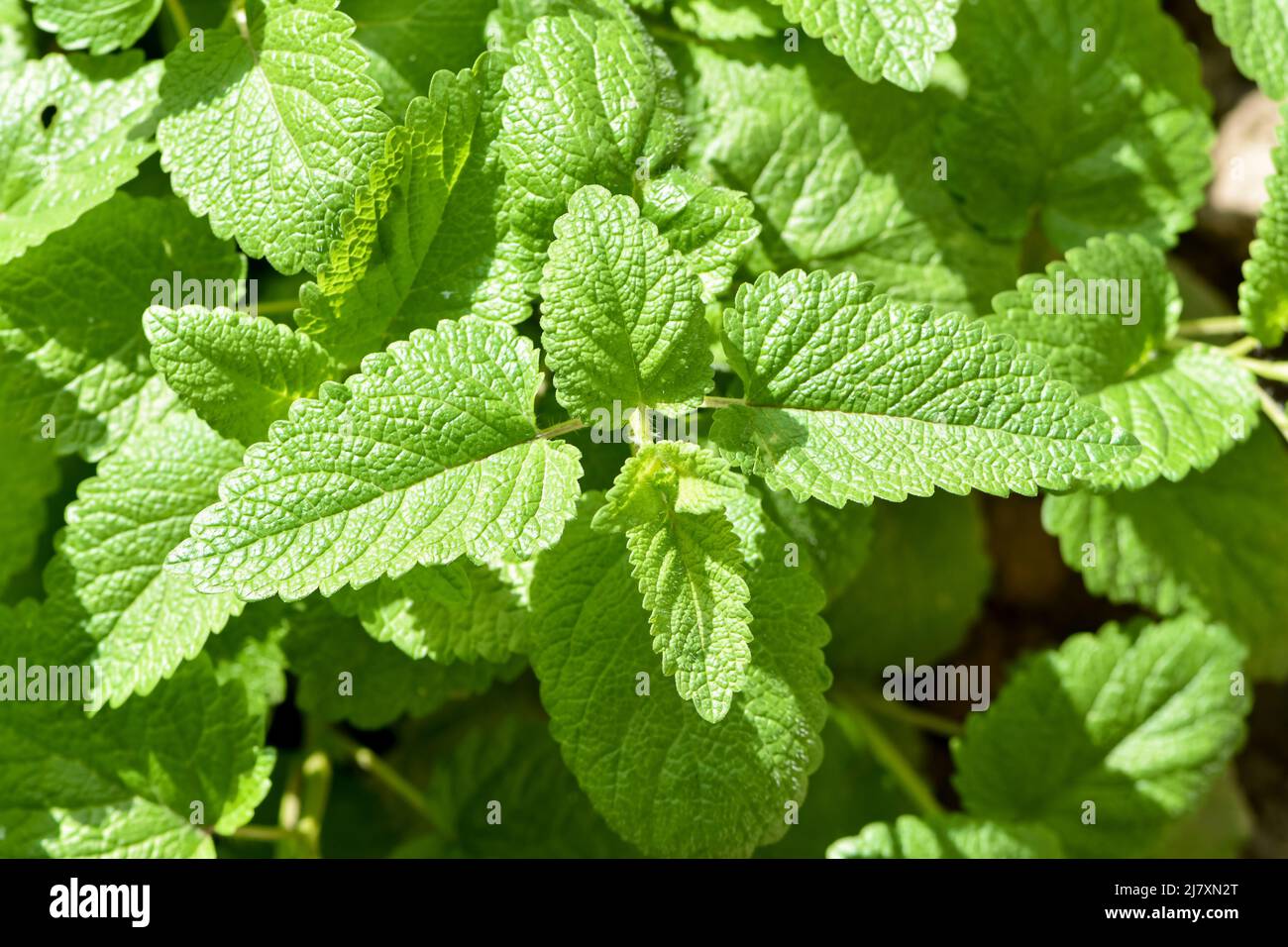 Perennial herbaceous plant in the mint family - Lemon balm (Melissa ...