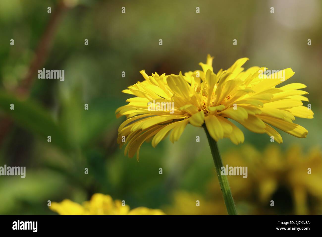 close-up of a beautiful sunlit yellow doronicum flower in front of a ...
