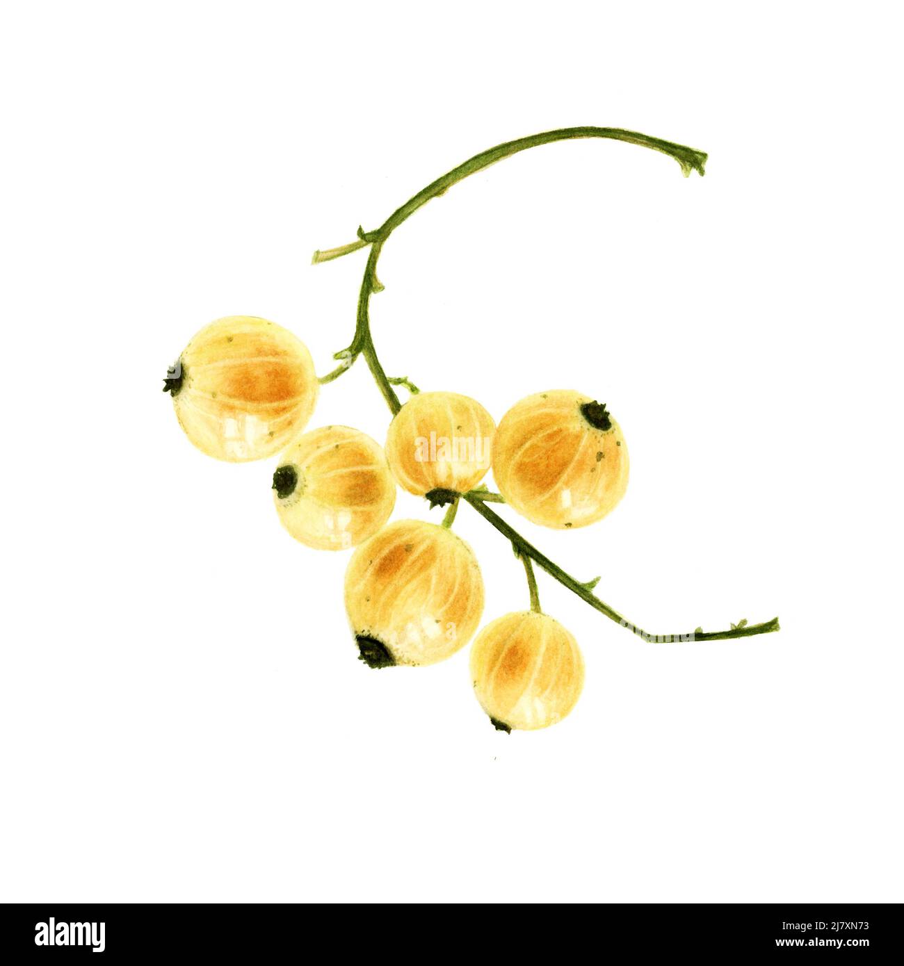 Yellow currant Watercolor botanical hand-drawn illustration isolated on ...
