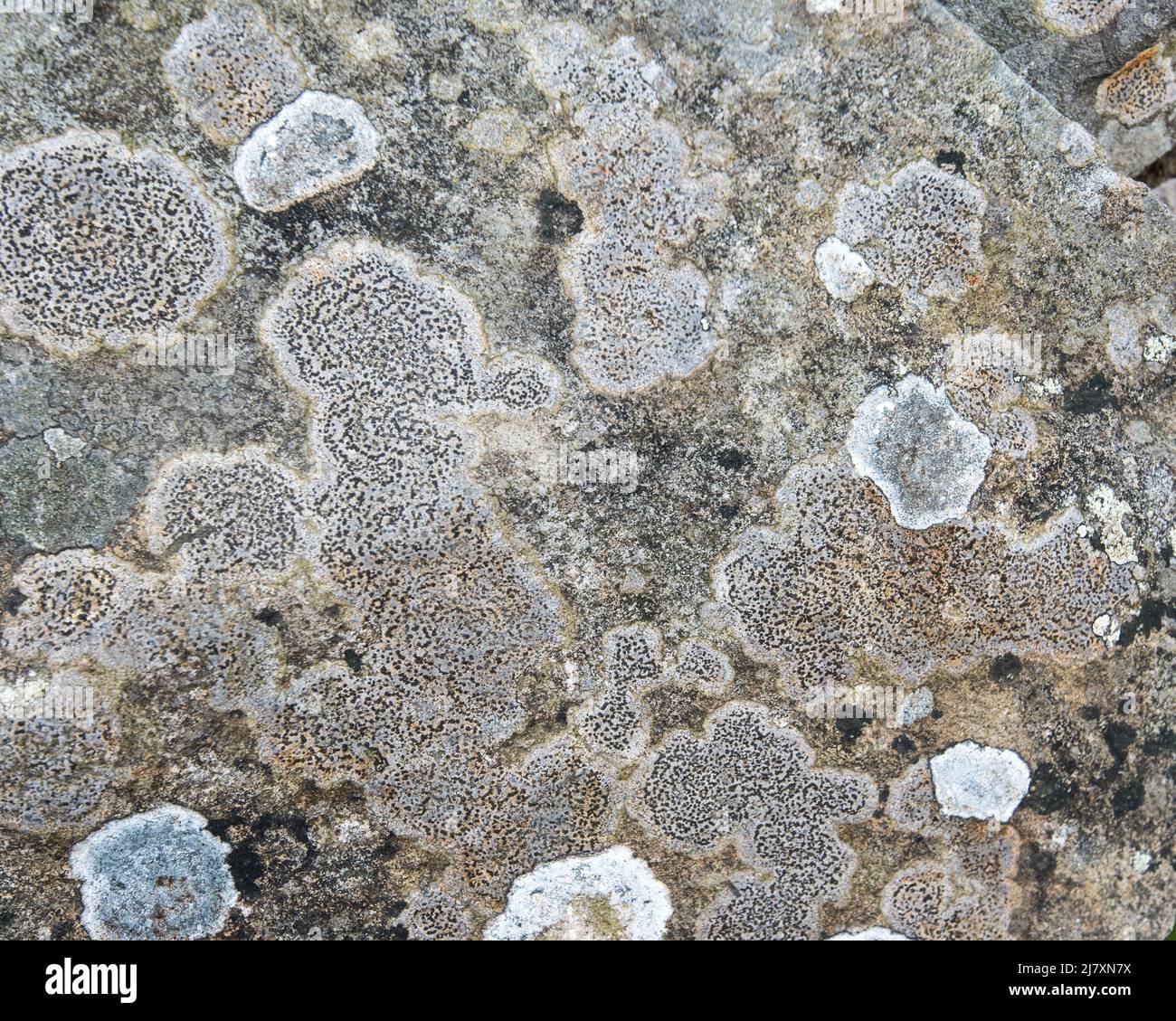 Lichens in limestone country hi-res stock photography and images - Alamy