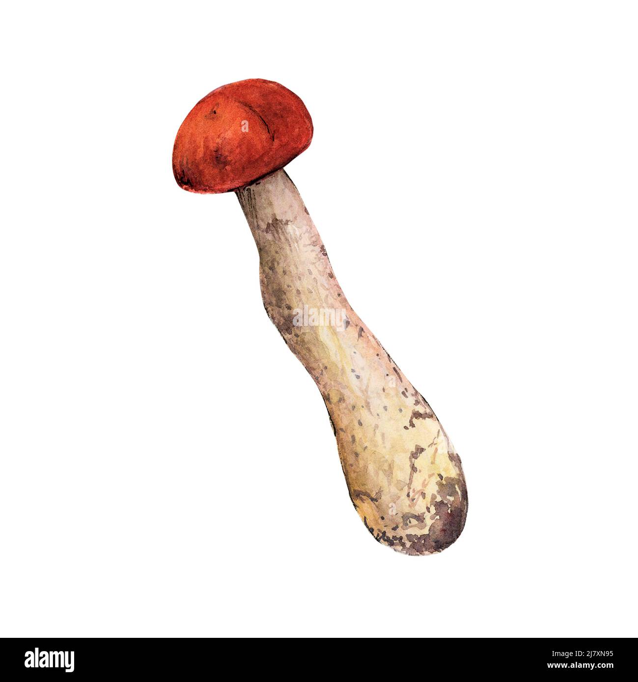 mushroom orange-cap boletus drawing with watercolors illustration Stock ...