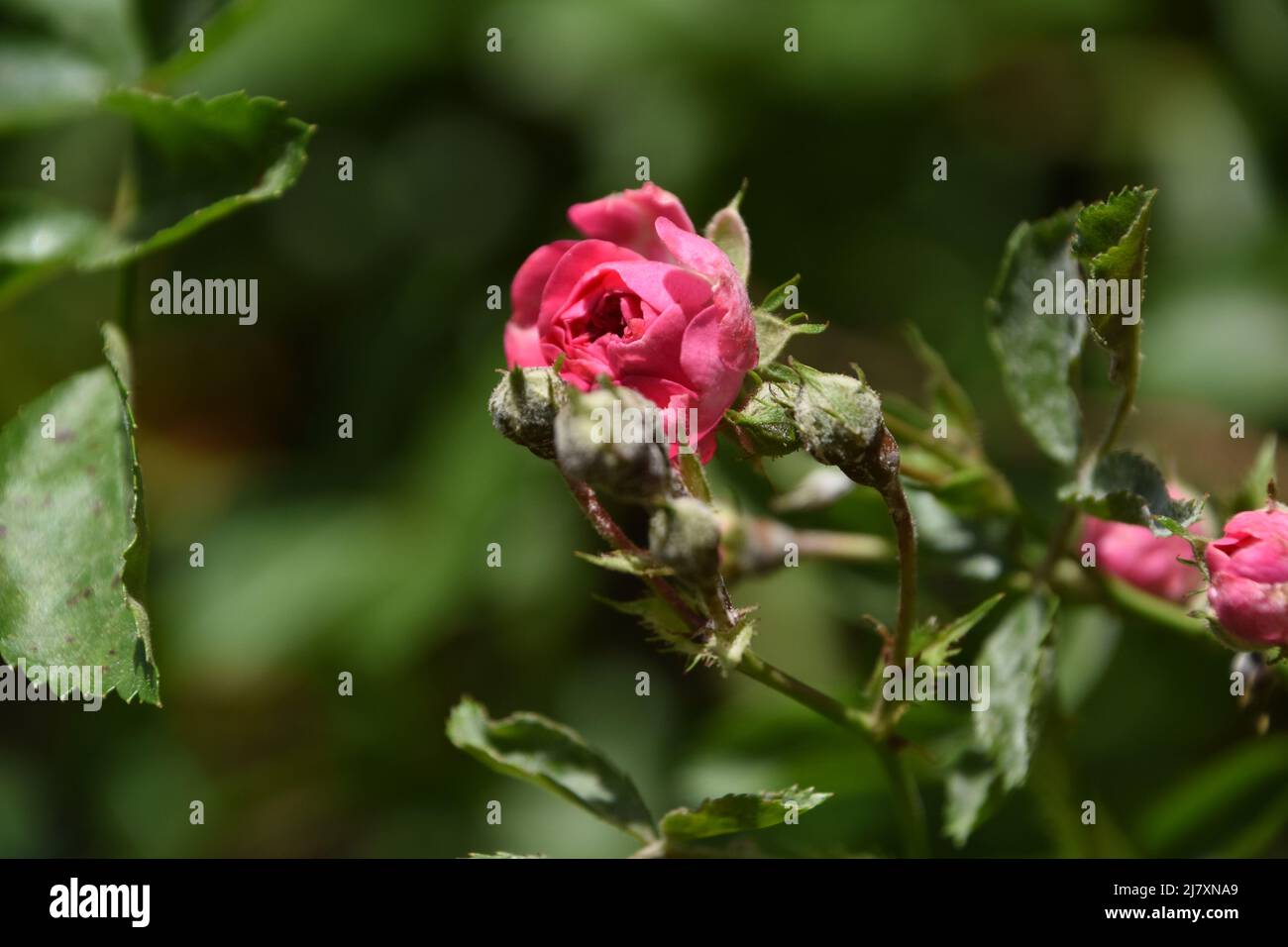 Pretty blooming red rose bush blooming and budding in the spring Stock ...